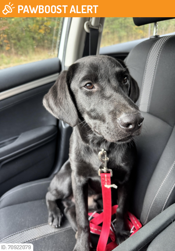 Lexington County, SC Stray Male Dog Found Near St. Paul’s church road ...