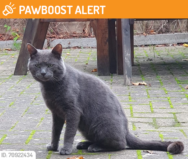 Greater London, England Stray Male Cat Found Near Farmfield road ...