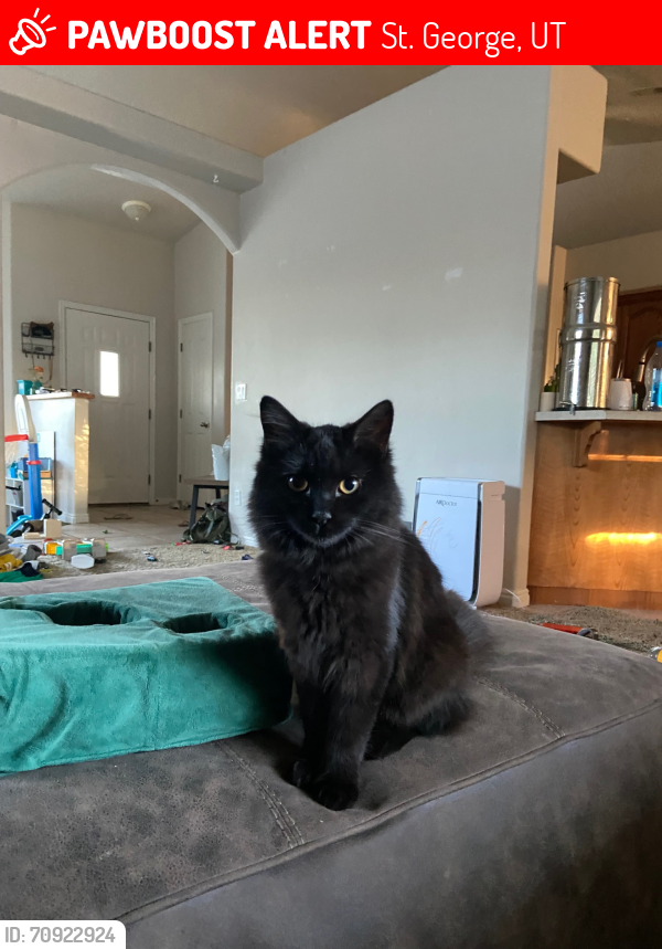 St. George, UT Lost Female Cat, Bevvy Is Missing | PawBoost