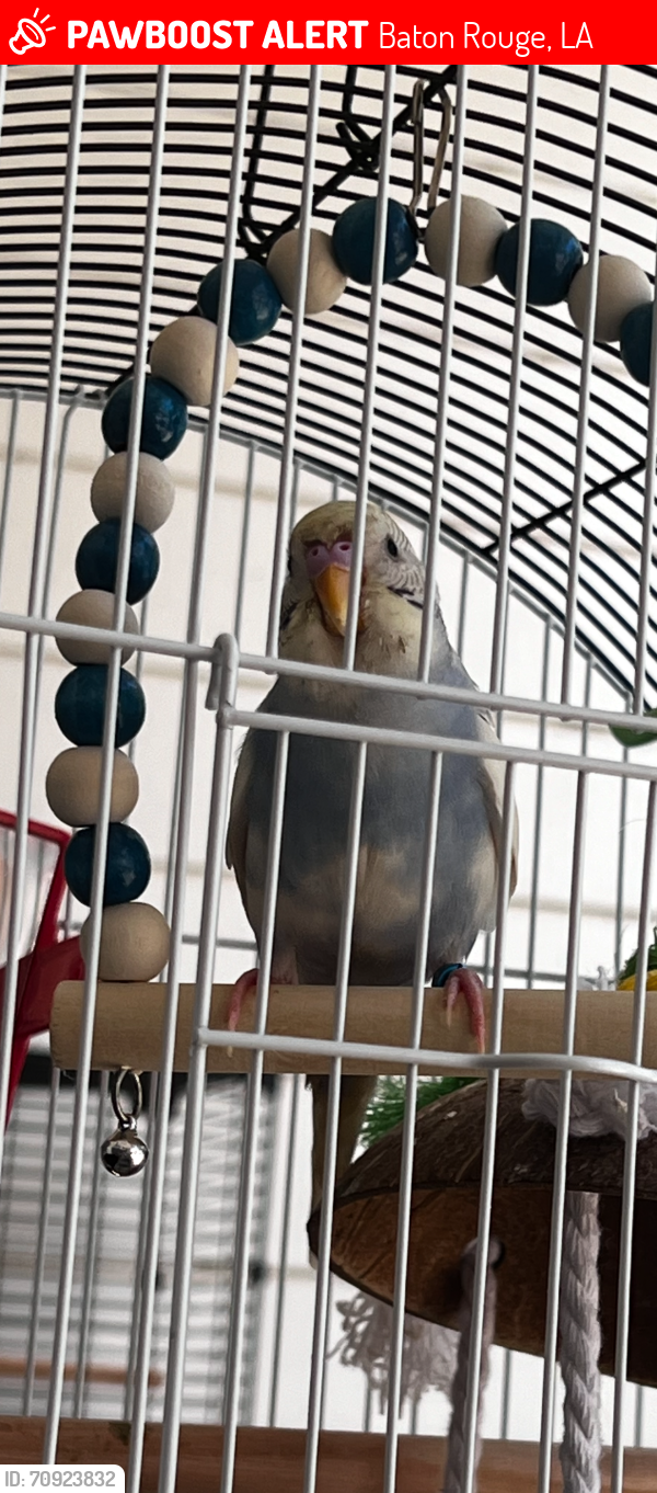 Baton Rouge, LA Lost Male Bird, Parakeet Is Missing | PawBoost