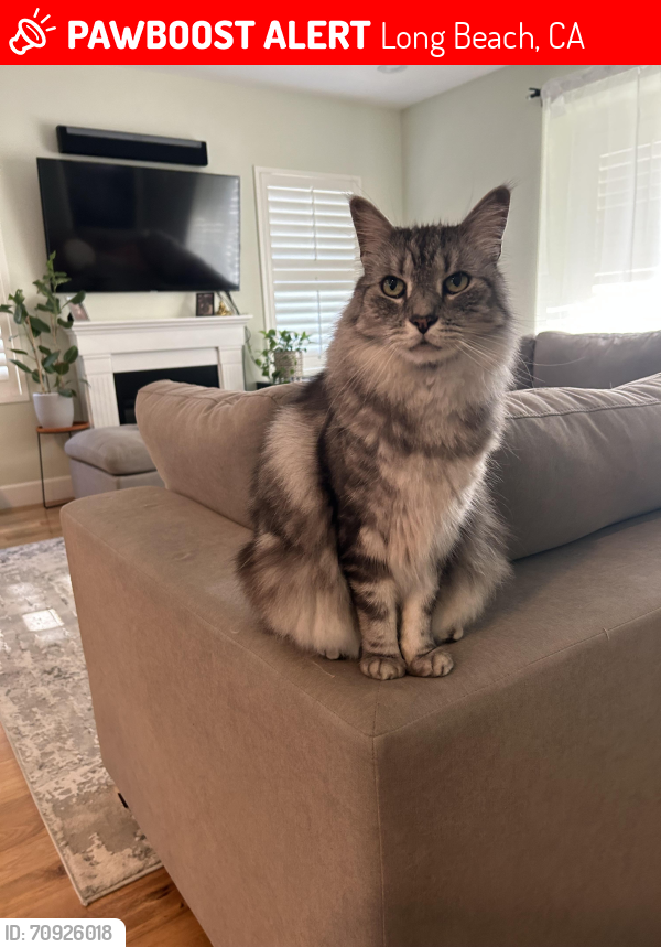 Long Beach, CA Lost Male Cat, Dexter Is Missing | PawBoost