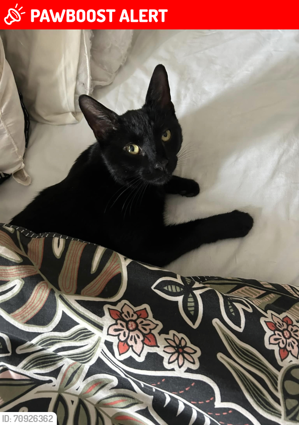 Hadleigh, England Lost Male Cat, Loki Is Missing | PawBoost