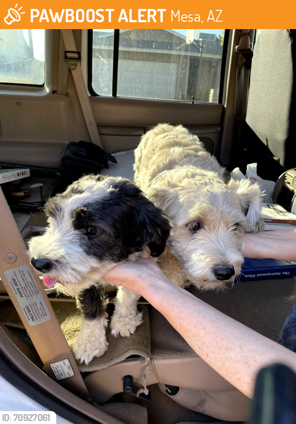 Mesa, AZ Stray Dog Found Near Gilbert and Pueblo. Mesa | PawBoost