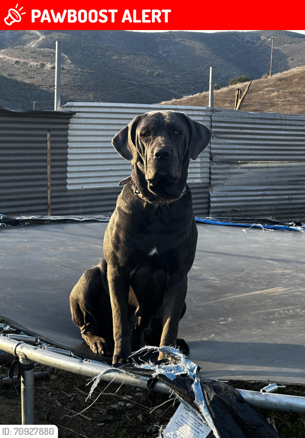 San Diego County, CA Lost Female Dog, Elsa Is Missing | PawBoost