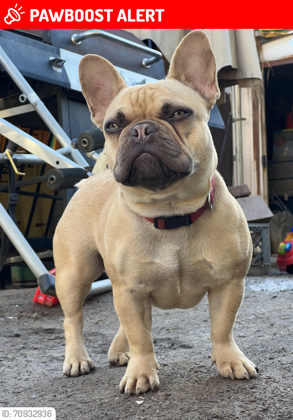 San Diego County, CA Lost Female Dog, Bridget Is Missing | PawBoost