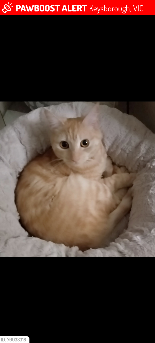 Keysborough, VIC Lost Female Cat, Biscoff Is Missing | PawBoost