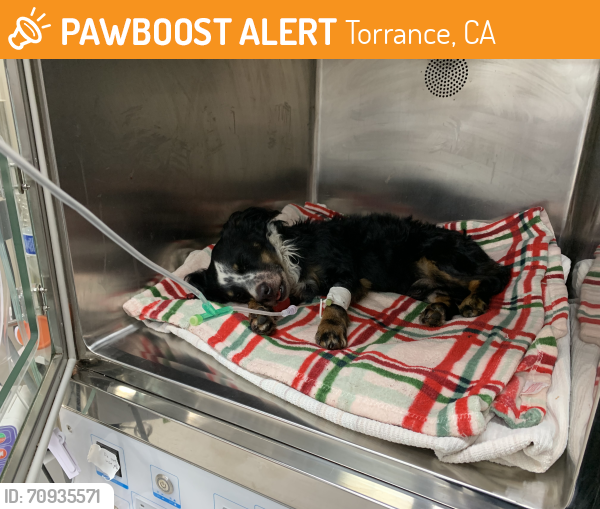 Torrance, CA Stray Male Dog Found Near Crenshaw & Lomita Blvd | PawBoost