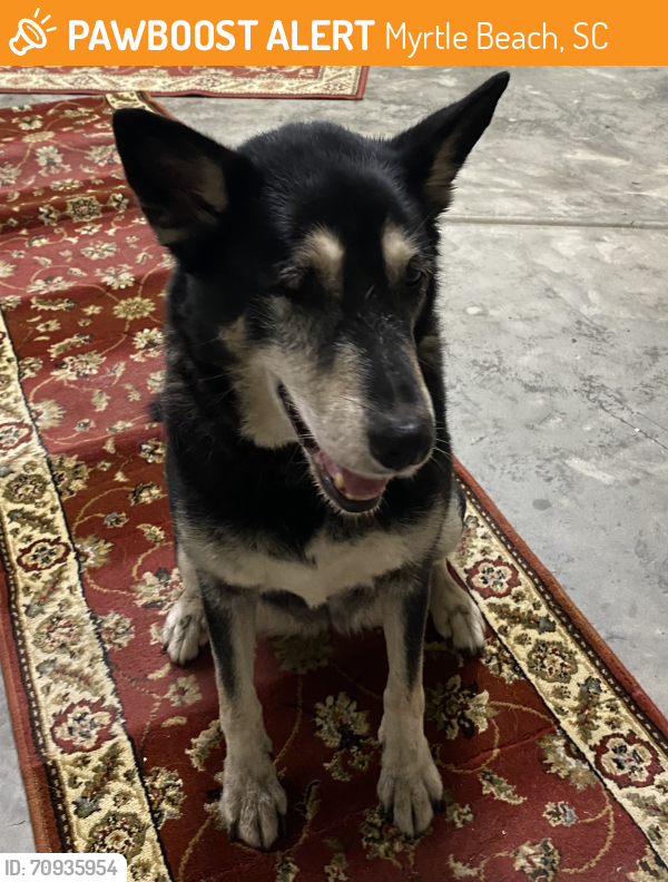 Surrendered Female Dog in Myrtle Beach, SC 29579 (ID: 70935954) | PawBoost