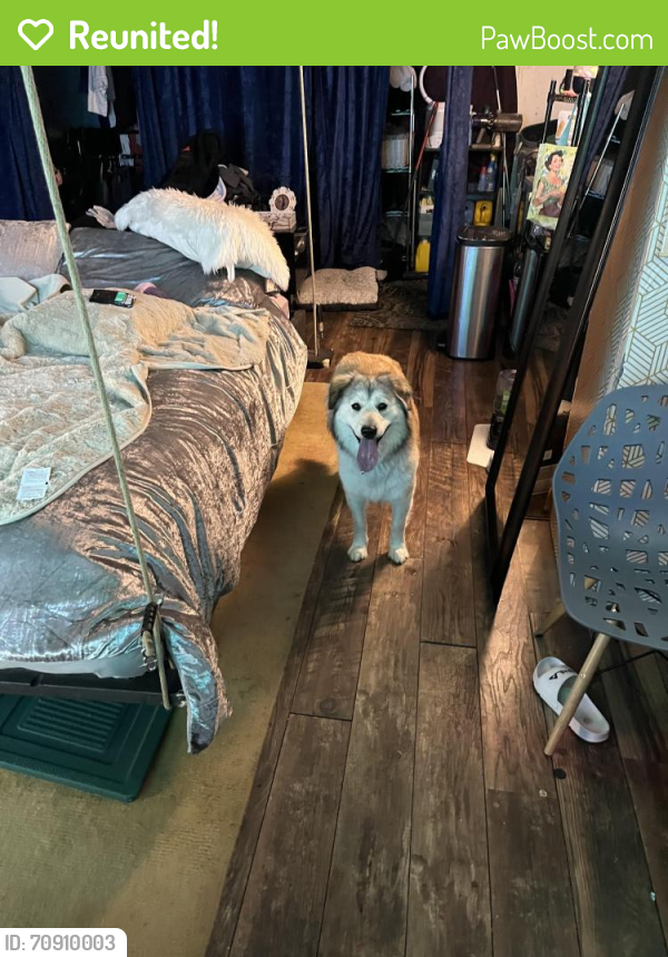 Reunited Female Dog in Denver, CO 80223 (ID: 70910003) | PawBoost