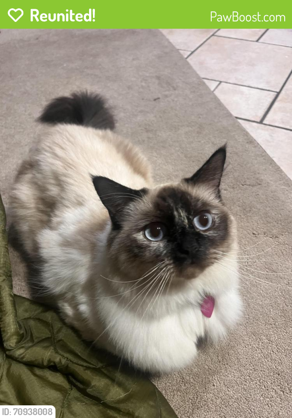 Reunited Female Cat in Chesterfield Township, MI 48051 (ID: 70938008 ...