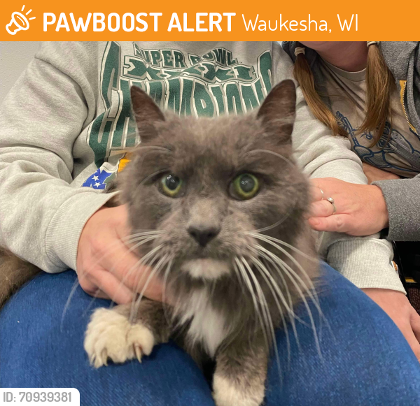 Waukesha, WI Stray Cat Found Near Main St and East Ave | PawBoost