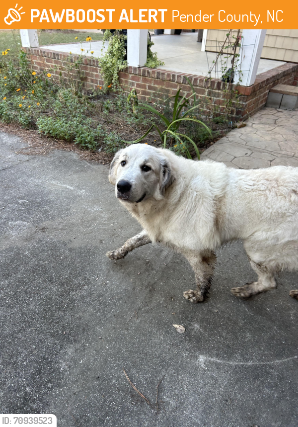 Pender County, NC Stray Male Dog Found Near Cowpen Landing Rd | PawBoost