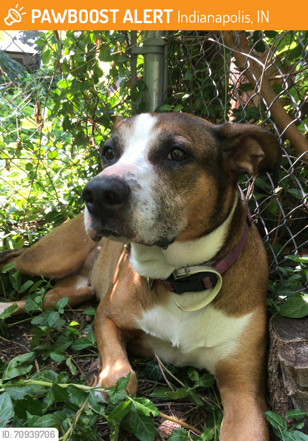 Indianapolis, IN Stray Female Dog Found Near 37th and Central Ave ...