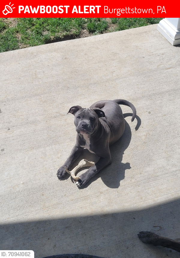 Burgettstown, PA Lost Female Dog, Midge Is Missing | PawBoost