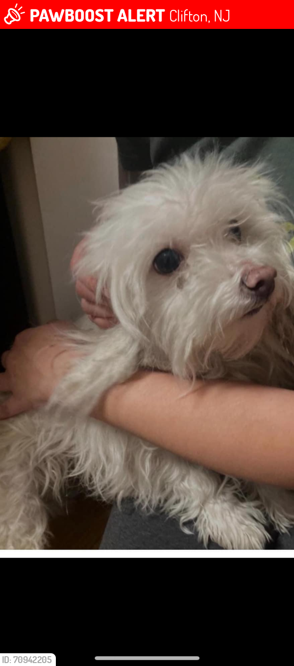 Clifton, NJ Lost Female Dog, Popa Is Missing | PawBoost