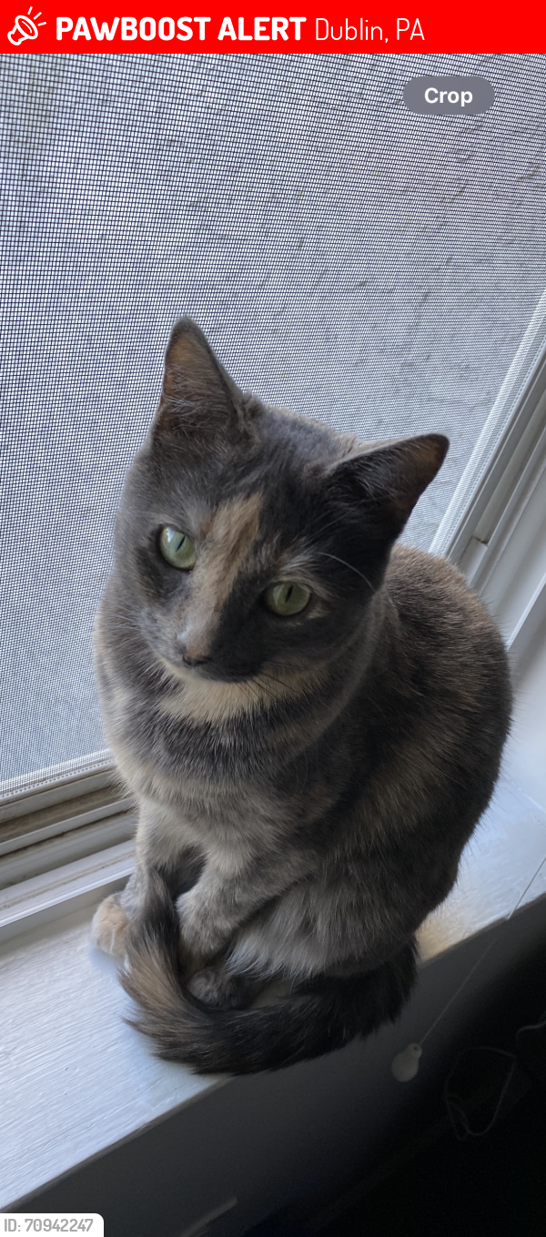 Dublin, PA Lost Female Cat, Violet Is Missing | PawBoost
