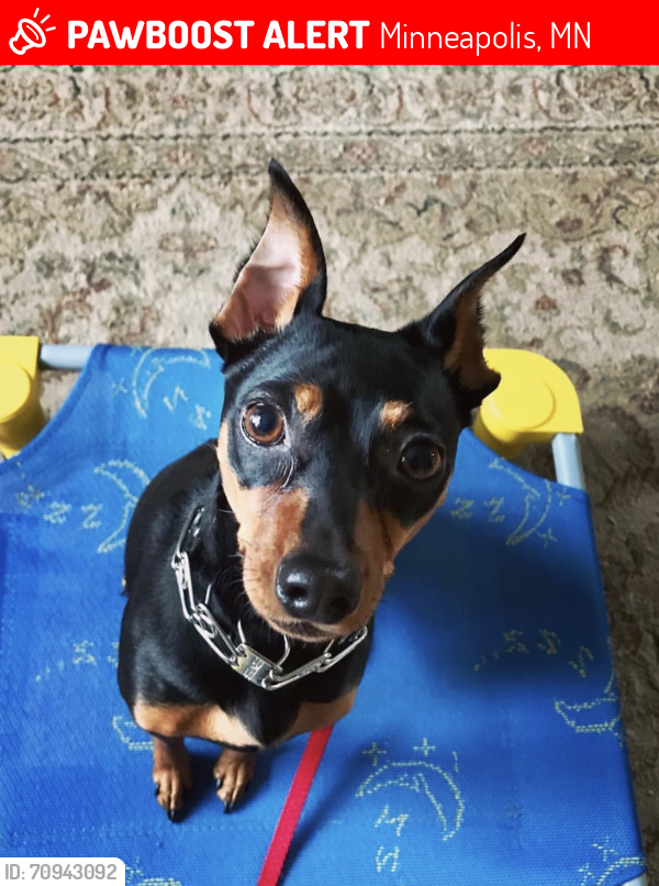 Minneapolis, MN Lost Female Dog, Maya Is Missing | PawBoost