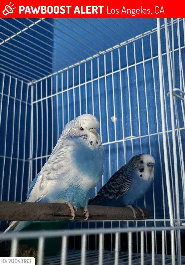Los Angeles, CA Lost Female Bird, Cora Is Missing | PawBoost