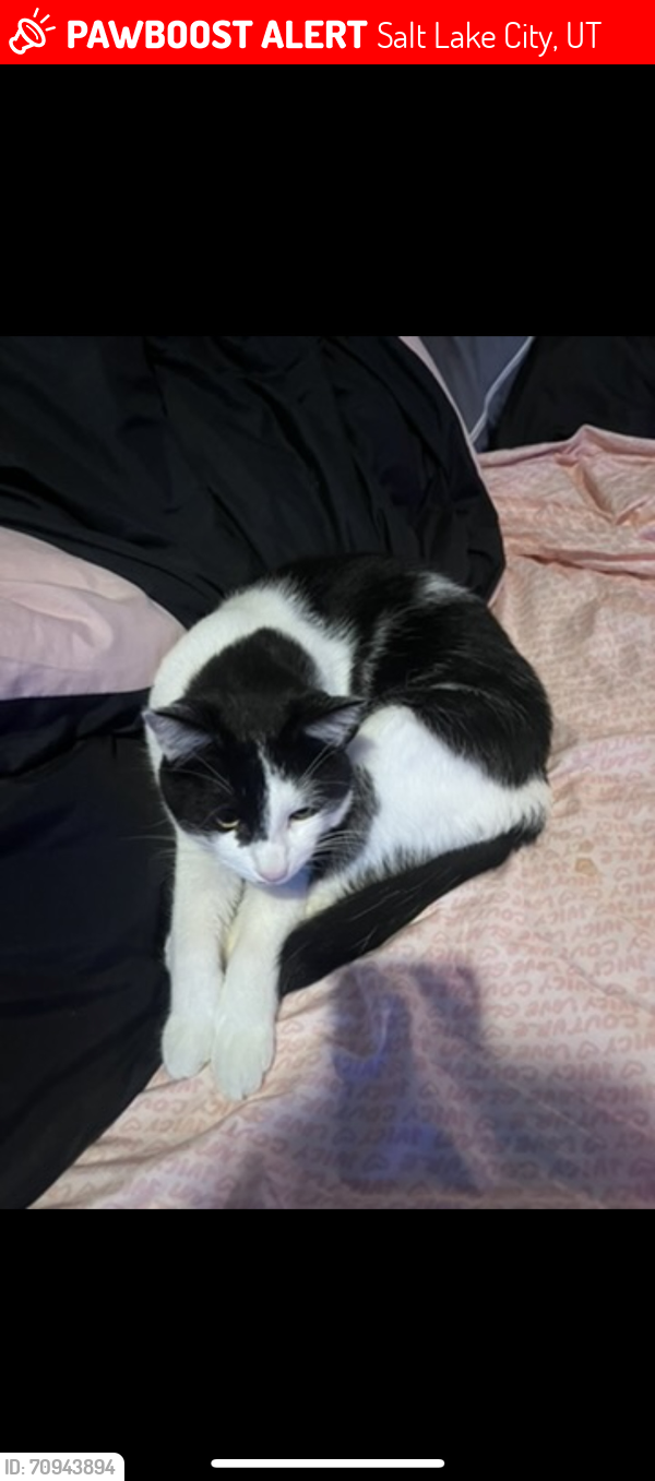 Salt Lake City, UT Lost Male Cat, oreo Is Missing | PawBoost