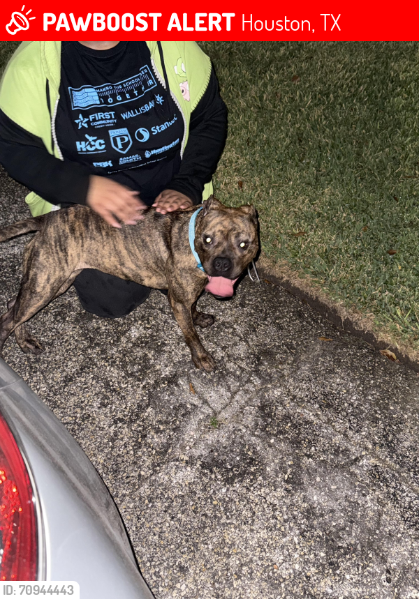 Houston, TX Lost Female Dog, Lizzie Is Missing | PawBoost