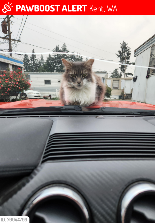 Kent, WA Lost Female Cat, Loco Is Missing | PawBoost