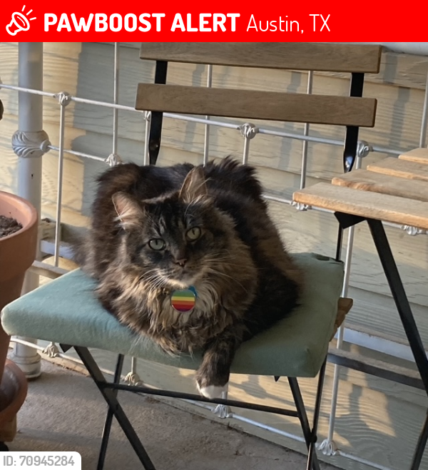 Austin, TX Lost Male Cat, Catfish Is Missing | PawBoost