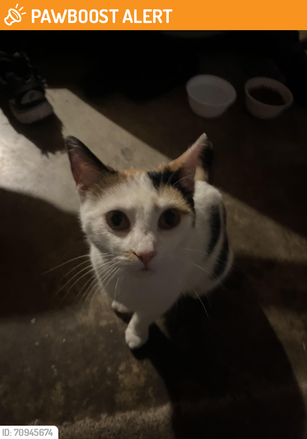 Lebanon, PA Stray Female Cat Found Near Grace Ave to Kathleen Avenue ...