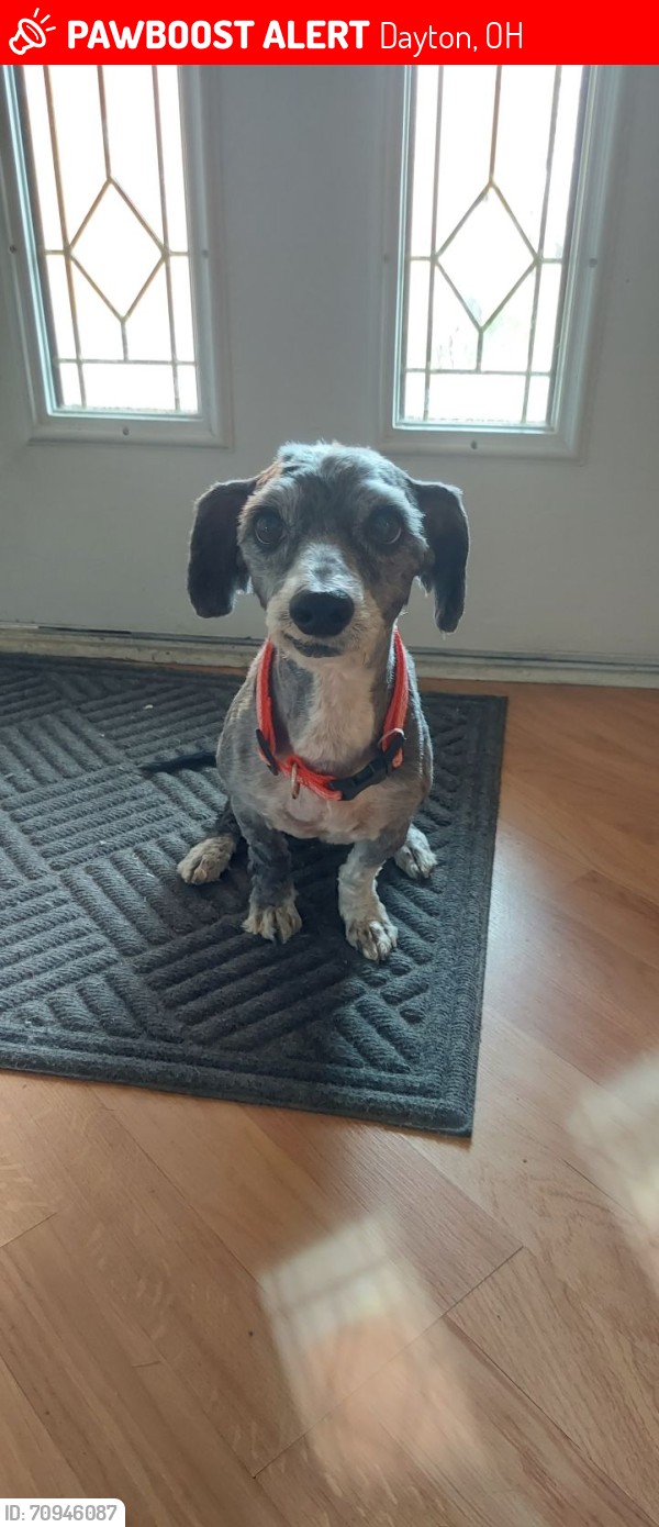Dayton, OH Lost Male Dog, Buck Is Missing | PawBoost