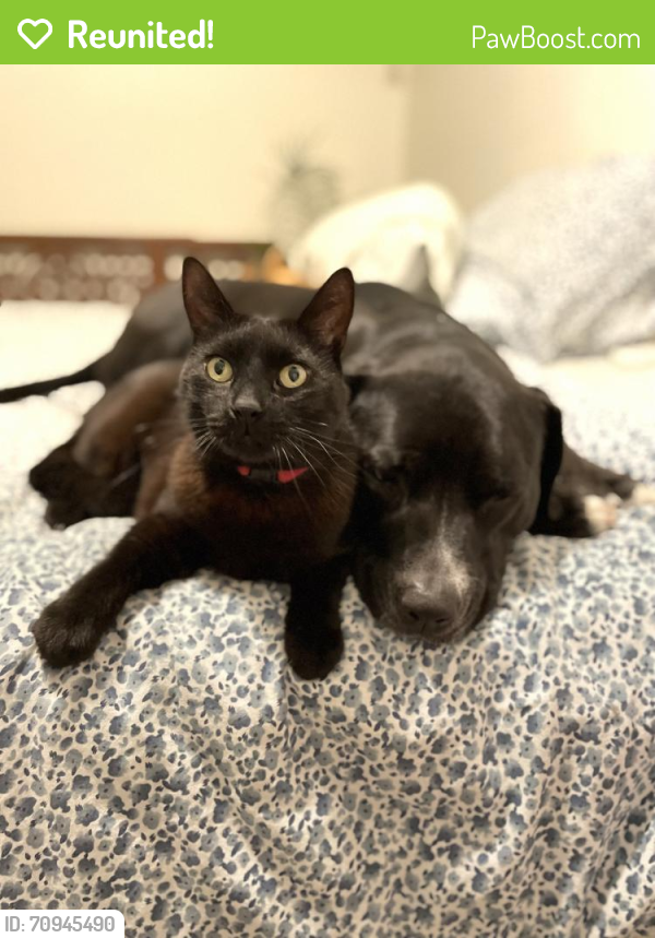 Reunited Male Cat in Auburn, CA 95603 (ID: 70945490) | PawBoost