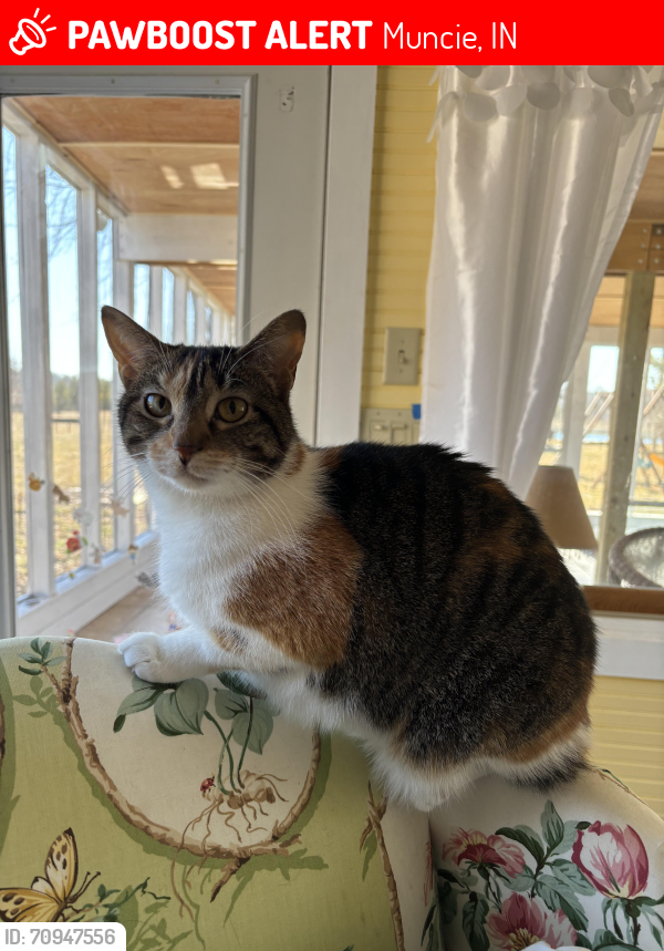 Muncie, IN Lost Female Cat, Maple Is Missing | PawBoost
