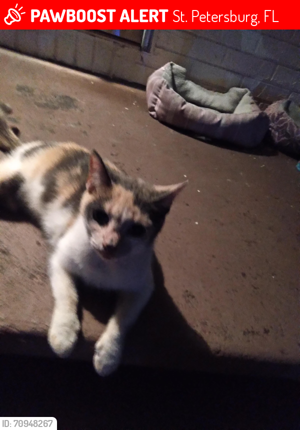 St. Petersburg, FL Lost Female Cat, Calico Is Missing | PawBoost