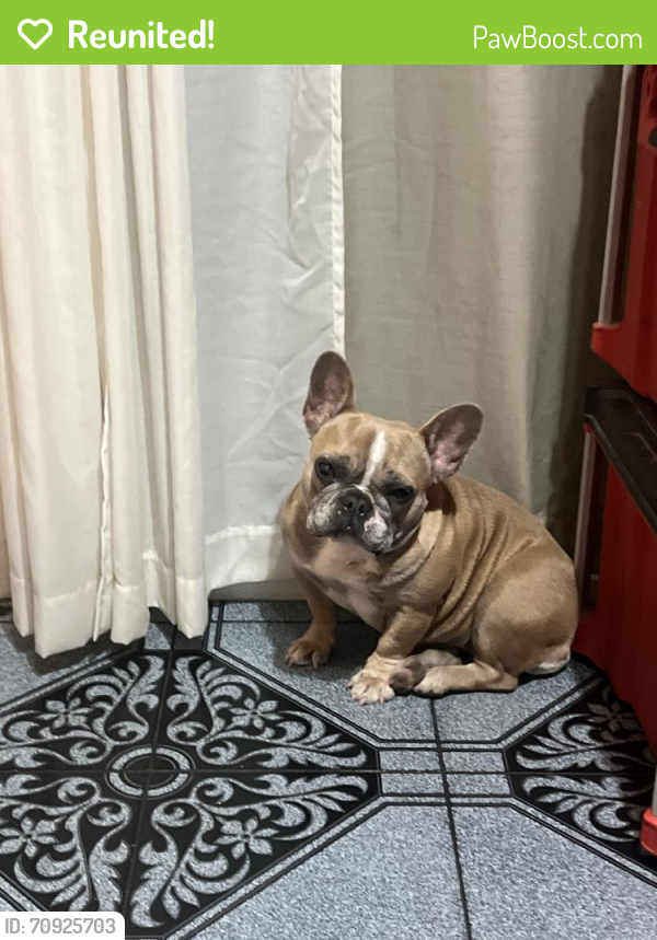 Reunited Female Dog in Modesto, CA 95350 (ID: 70925703) | PawBoost