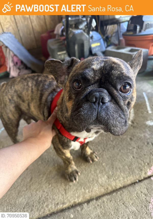 Santa Rosa, CA Stray Male Dog Found Near Idk | PawBoost