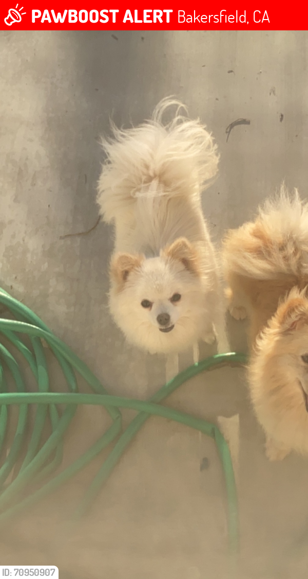 Bakersfield, CA Lost Female Dog, Chiquis Is Missing | PawBoost