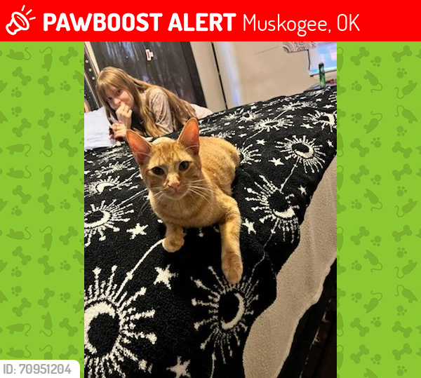 Muskogee, OK Lost Male Cat, Ruby Is Missing | PawBoost