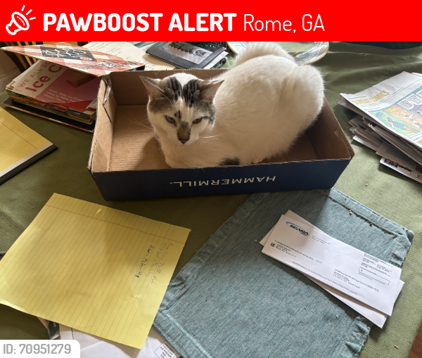 Rome, GA Lost Male Cat, Porter Is Missing | PawBoost