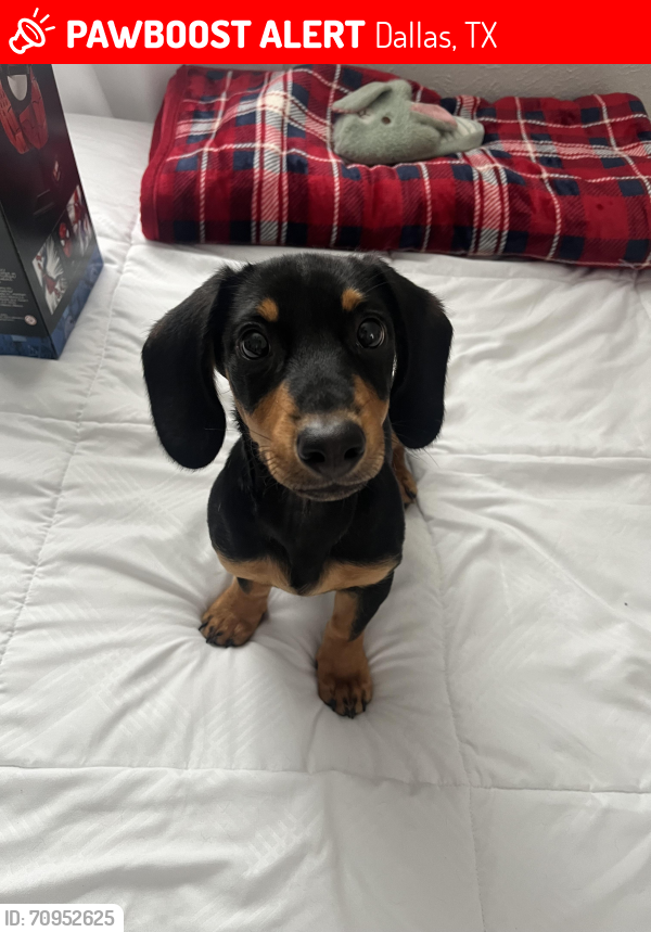 Dallas, TX Lost Male Dog, Benji Is Missing | PawBoost