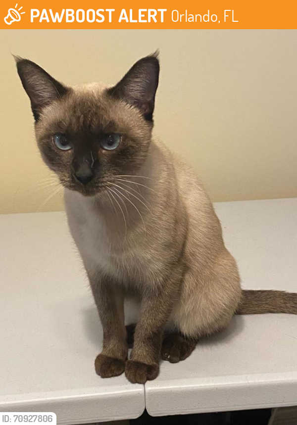 Orlando, FL Stray Female Cat Found Near The Arbors apmts. | PawBoost