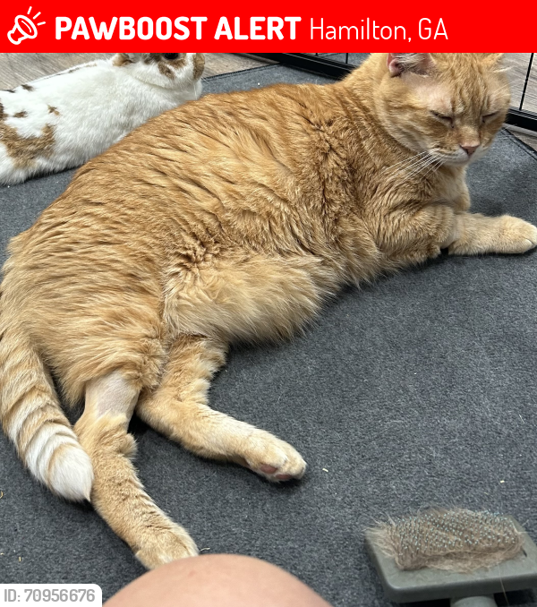 Hamilton, GA Lost Male Cat, Leo Is Missing | PawBoost