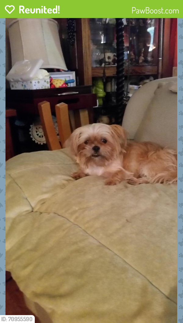 Reunited Female Dog in Lansing, MI 48906 (ID: 70955590) | PawBoost
