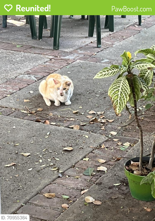 Reunited Male Cat in Anaheim, CA 92805 (ID: 70955364) | PawBoost