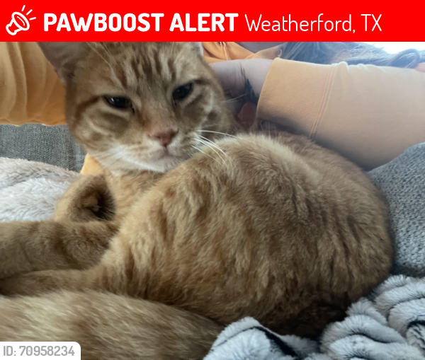 Weatherford, TX Lost Male Cat, Thomas Is Missing | PawBoost