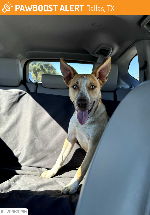 Dallas, TX Stray Male Dog Found Near Hollow Oak Drive (Frankford and ...