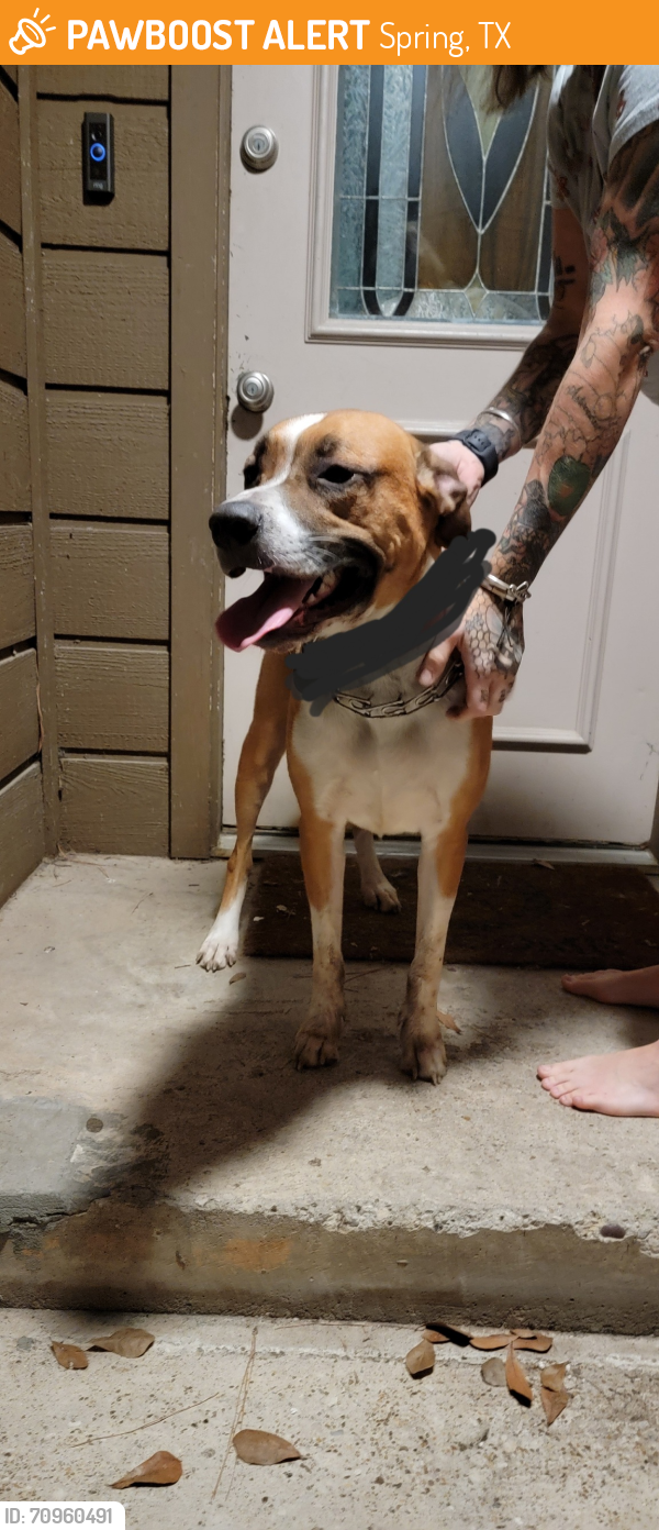 Spring, TX Stray Male Dog Found Near Near and woodlands parkway | PawBoost