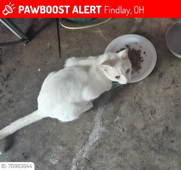 Findlay, OH Lost Male Cat, Chunk Munk Is Missing | PawBoost
