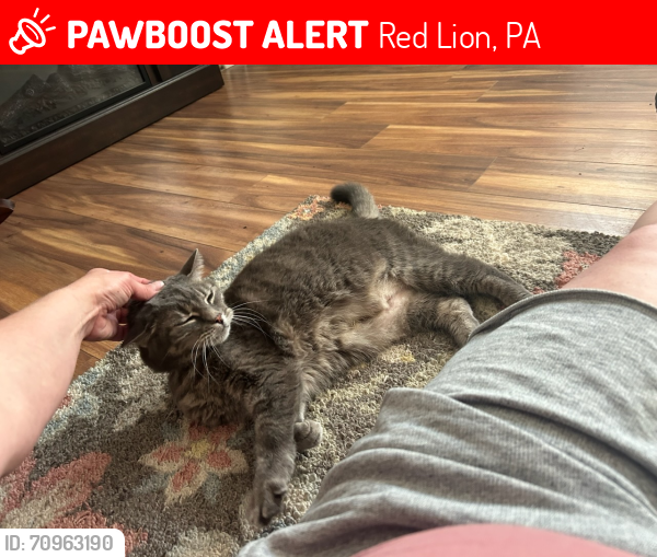 Red Lion, PA Lost Female Cat, Bandi Is Missing | PawBoost