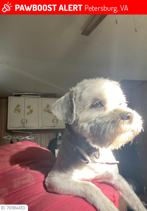 Petersburg, VA Lost Male Dog, Peewee Is Missing | PawBoost