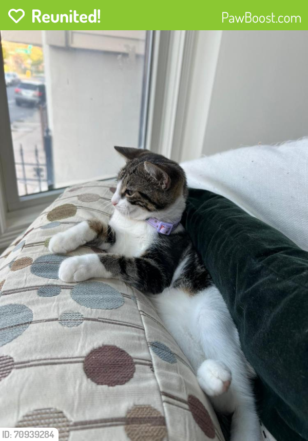 Reunited Female Cat in Newark, NJ 07104 (ID: 70939284) | PawBoost