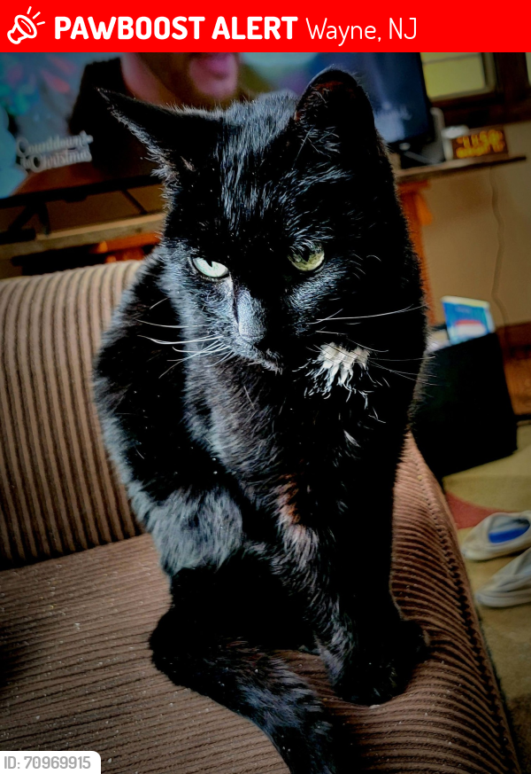 Wayne, NJ Lost Female Cat, Rainbow Is Missing | PawBoost