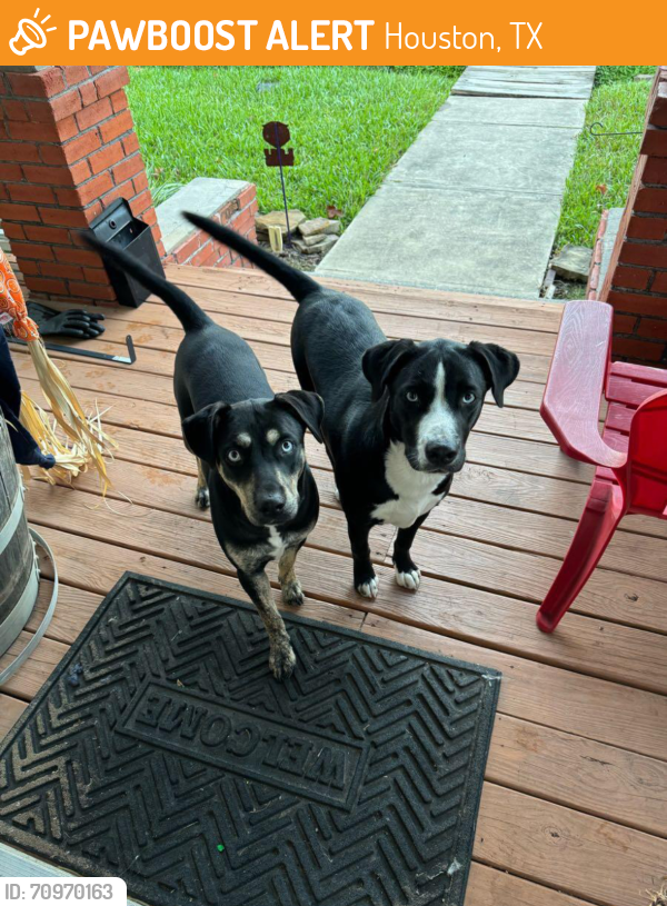Houston, TX Stray Female Dog Found Near Tabor and Patton | PawBoost